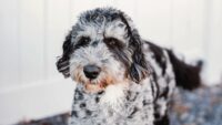 Merle Bernedoodle: Everything You Need to Know