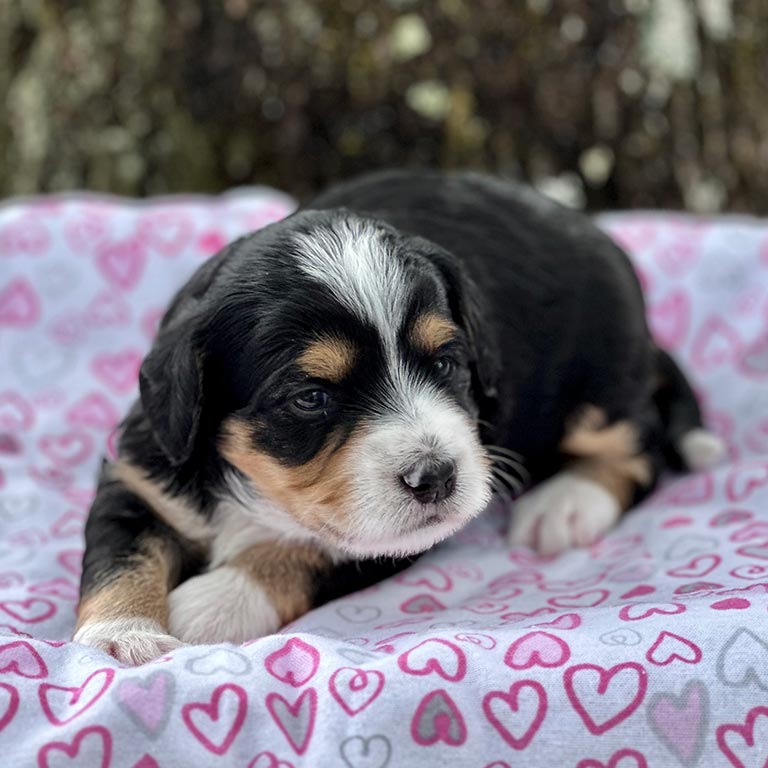 Miniature Bernedoodle: Everything You Need to Know