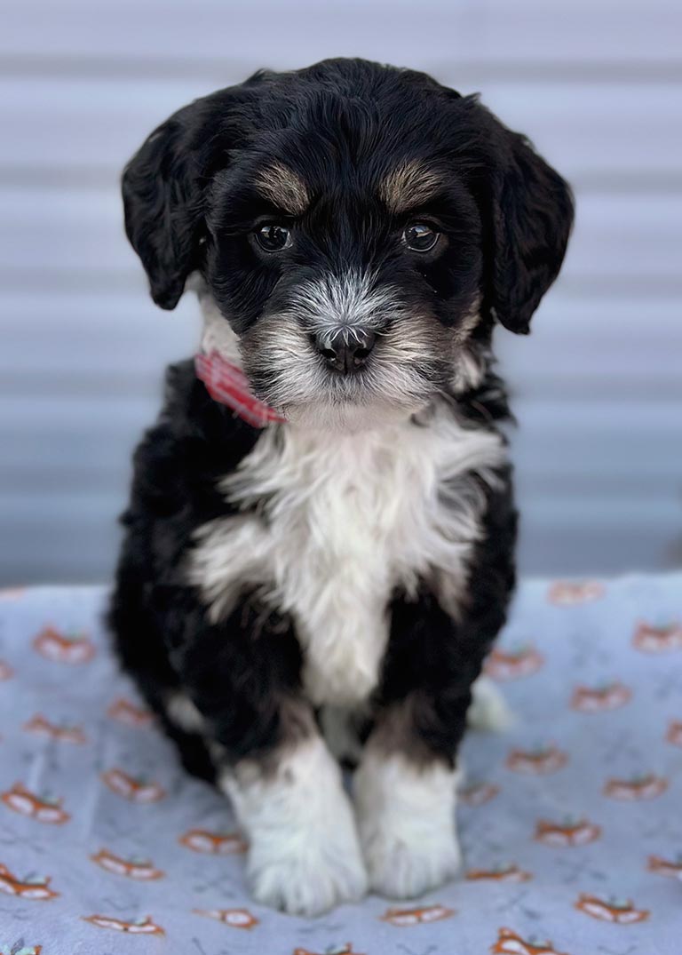 Miniature Bernedoodle: Everything You Need to Know