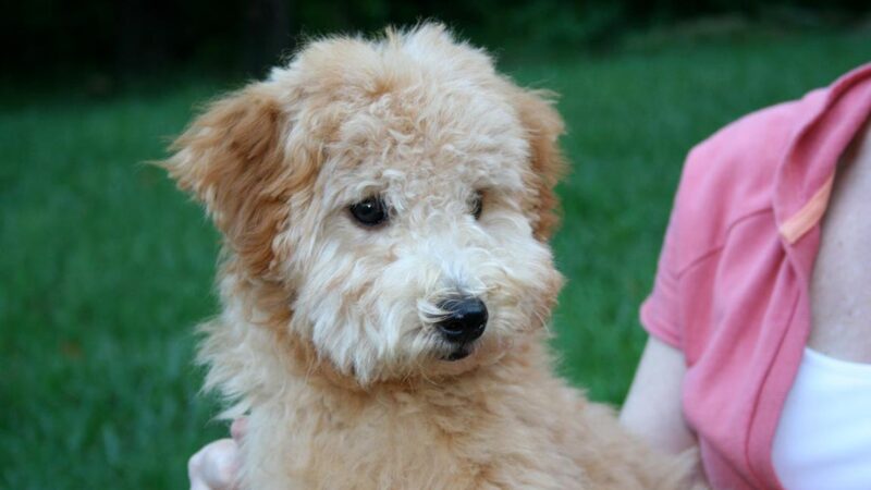 Mini Goldendoodle Haircuts: Styles for Your Furry Friend