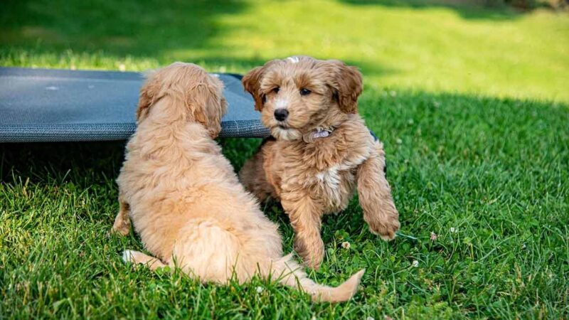 Teddy Bear Goldendoodles: The Ultimate Fluffy Companions