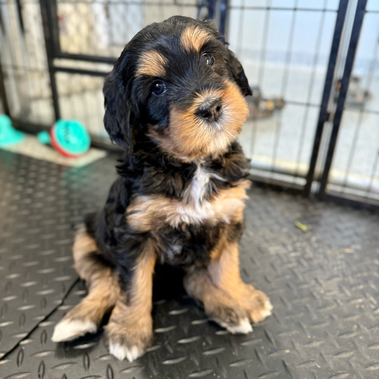 Bernedoodle vs. Labradoodle: Which Doodle is Right for You?