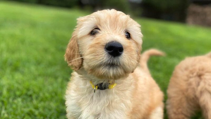Cutest Dog in the World: The Goldendoodle