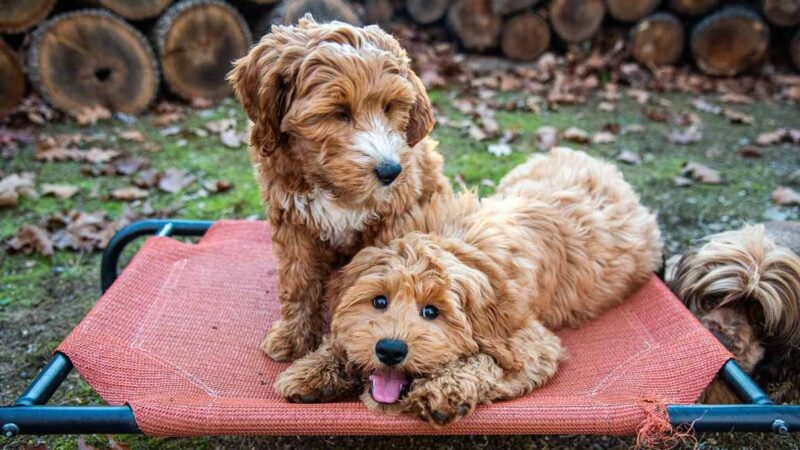A Comprehensive Guide to Golden Doodle Adoption Near Me: Finding Your ...