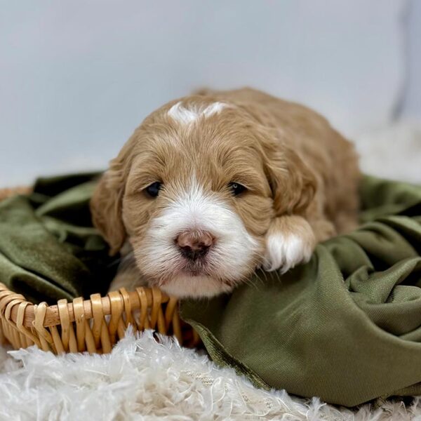 Goldendoodles Washington, Breeders in WA