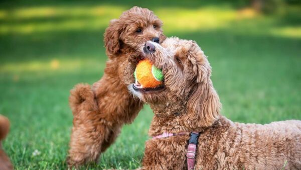 A Complete Guide on Potty Training Your Goldendoodle