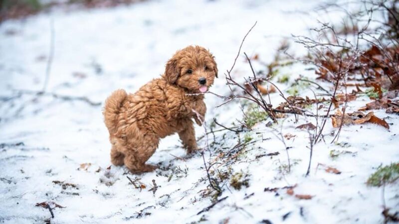 A Complete Guide on Potty Training Your Goldendoodle