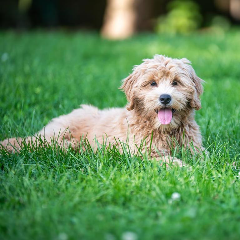 A Mini Goldendoodle Guide to Training Humans
