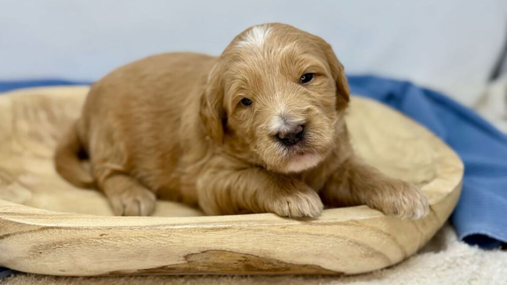 Mini Goldendoodle Puppy Milestones: What to Expect