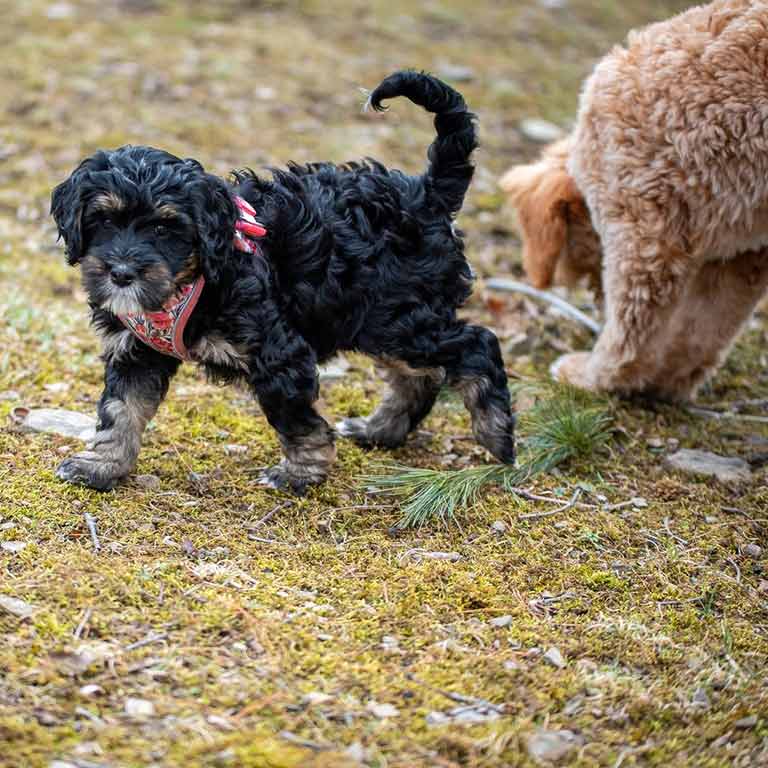 Full Grown Mini Bernedoodle: What to Expect