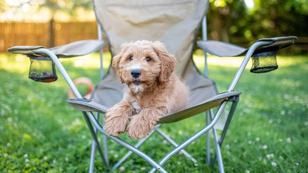 F1 vs F1B Goldendoodle: What’s the Real Difference?