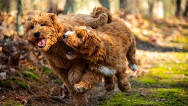F1 vs F1B Goldendoodle: What’s the Real Difference?