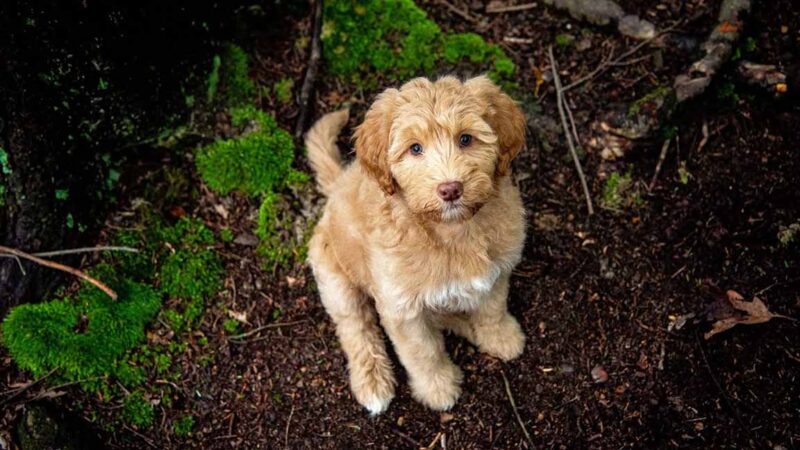 Black and White Goldendoodles: Answering 12 Main Questions
