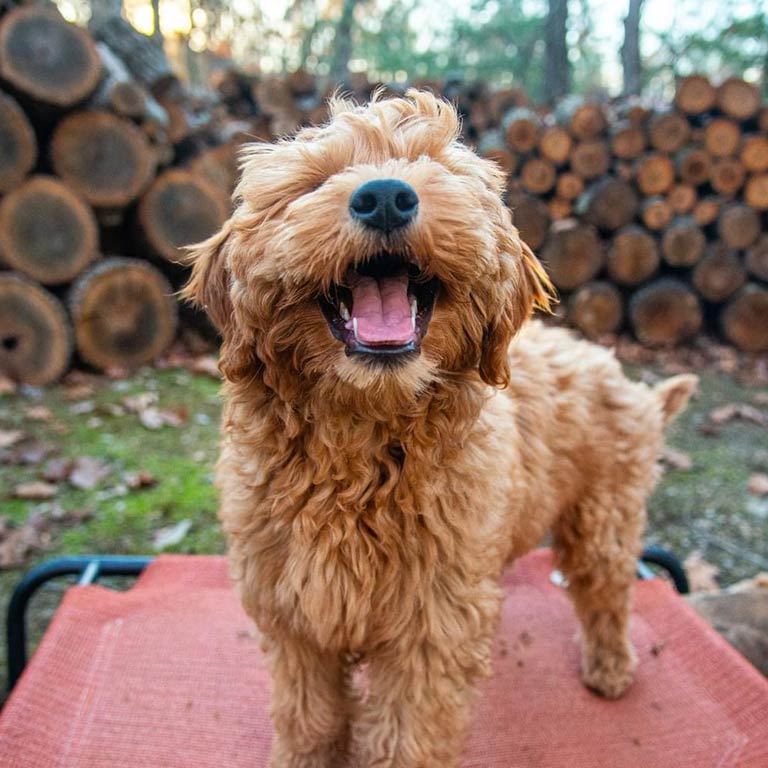 Celebrating Your Dog’s Birthday: Creative Ideas