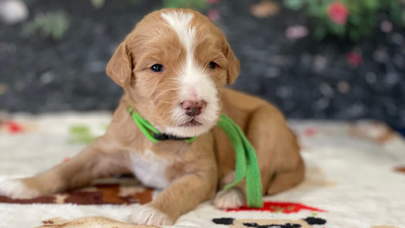 The Hidden Benefits of Early Puppy Training: Building Trust from Day One