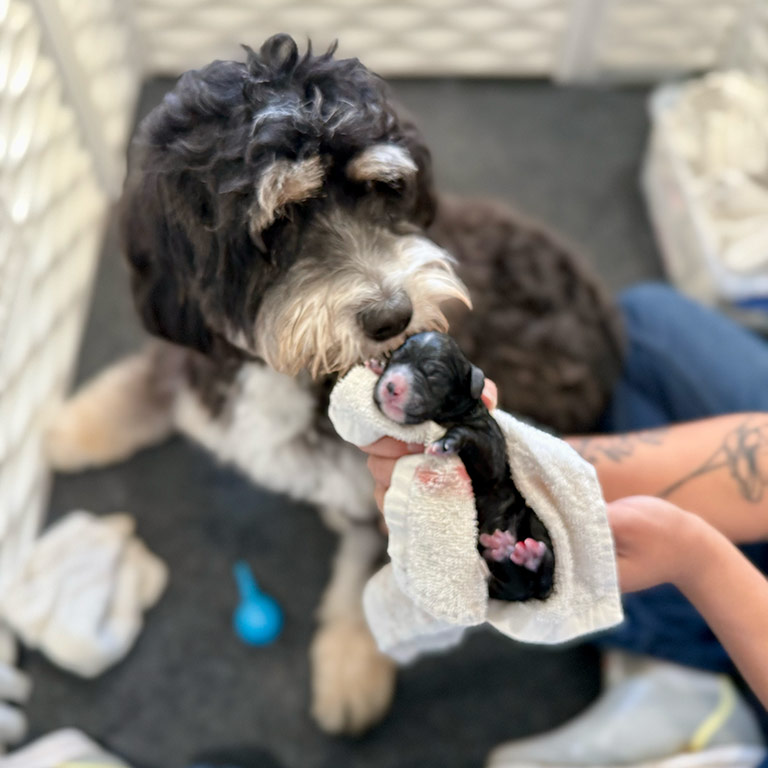 Why Ethical Breeding Matters: Beyond the Puppy-Sale Snapshot