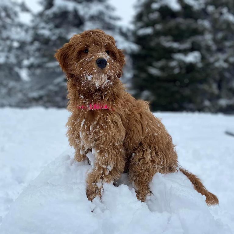 From Couch to Trail: How Owning a Dog Gets the Whole Family Active
